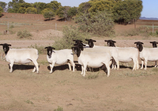 Mickey Phillips & Son Dorpers - SA Dorper Stud Breeders